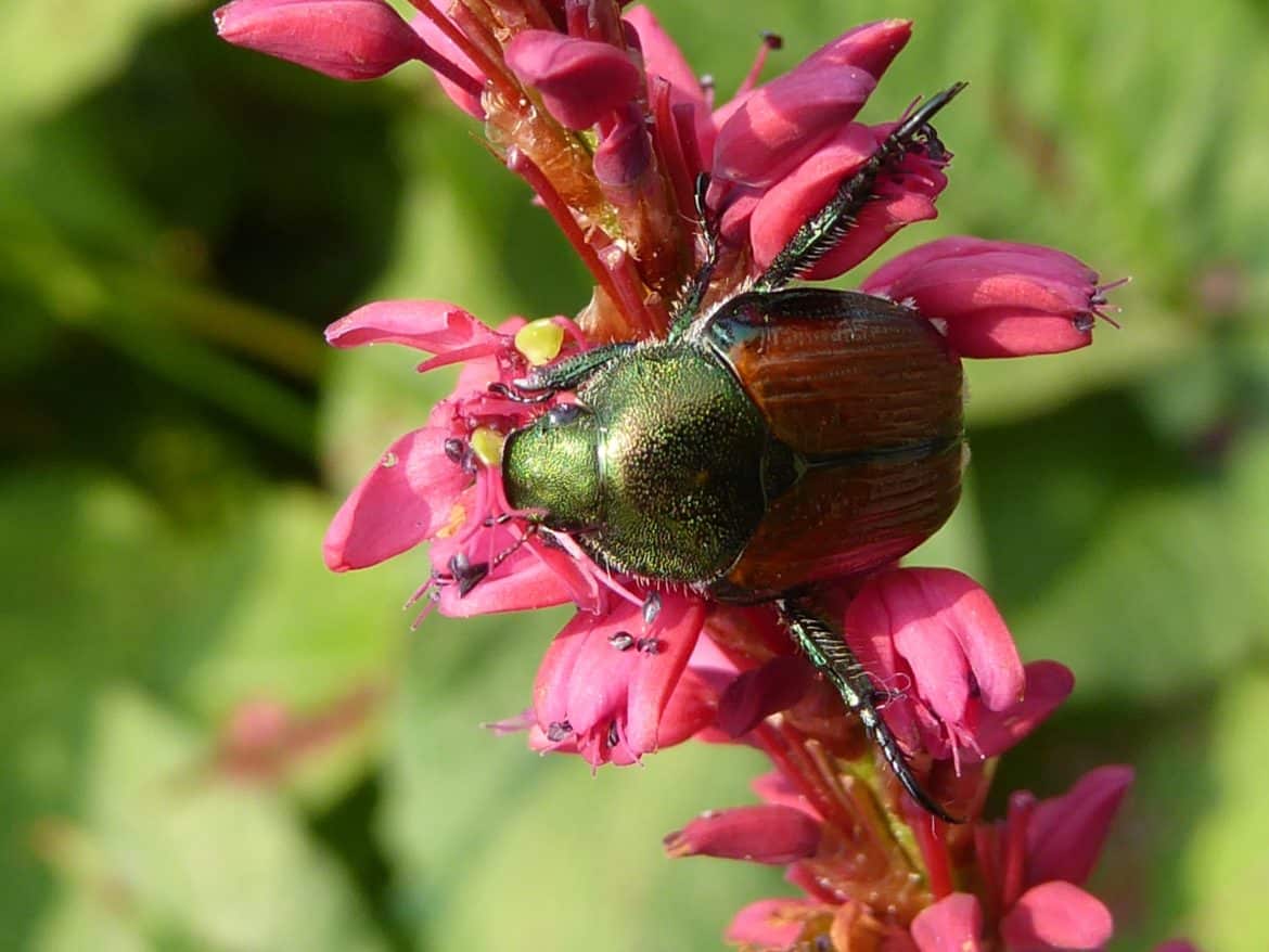 Learn About Invasives at Grow West Coast - Invasive Species Council of ...