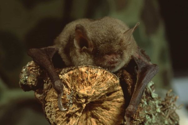 Deadly Disease Spreading in Washington Bat Populations - Invasive ...