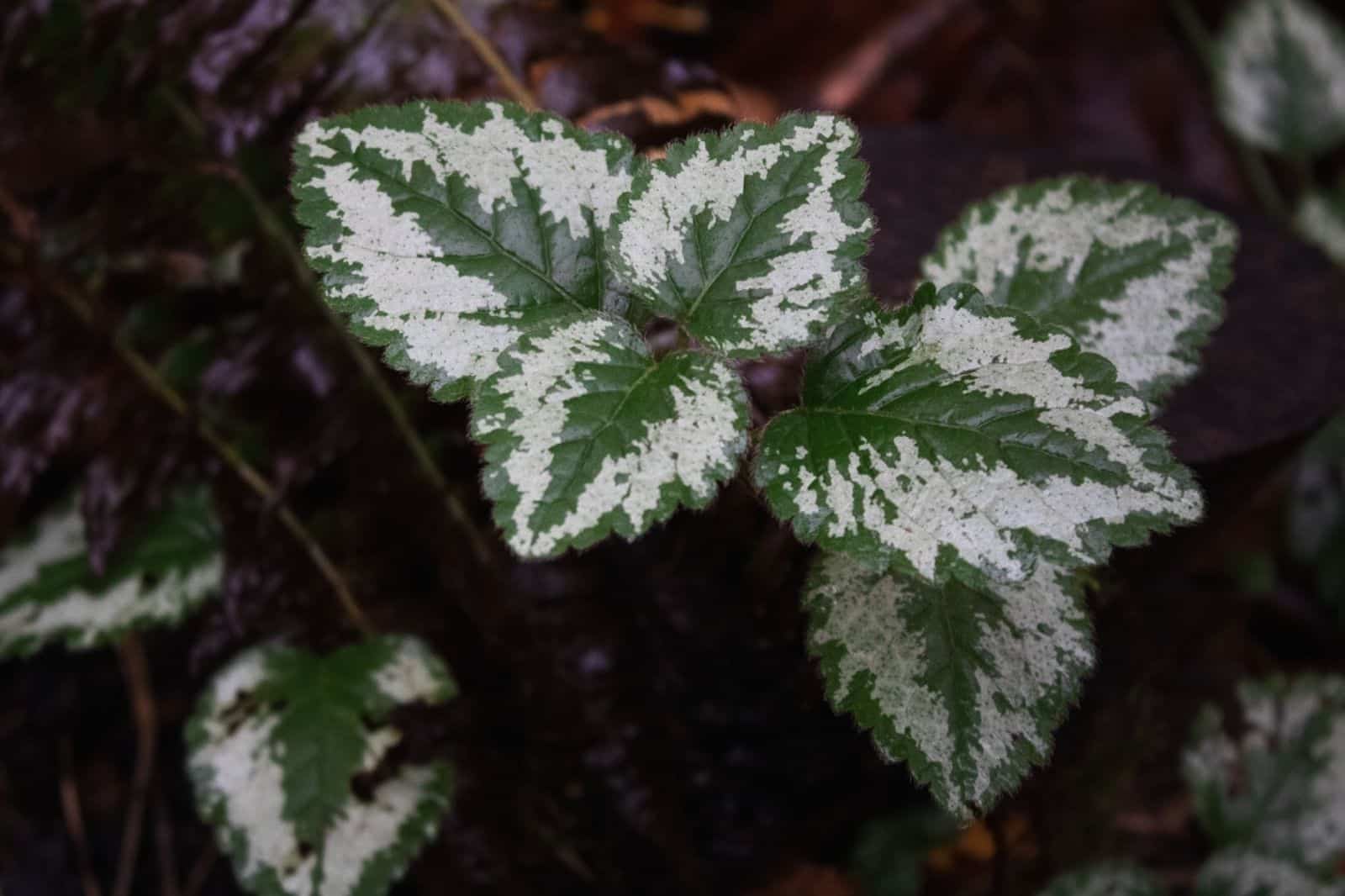 Report - Invasive Species Council of British Columbia