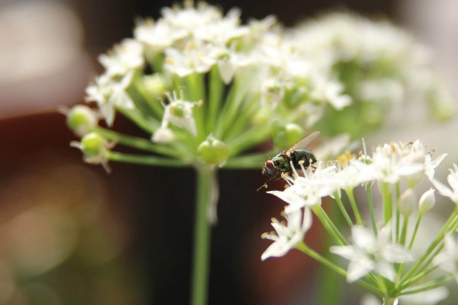 5 Tips to Attract Native Pollinators to Your Garden - Invasive Species ...