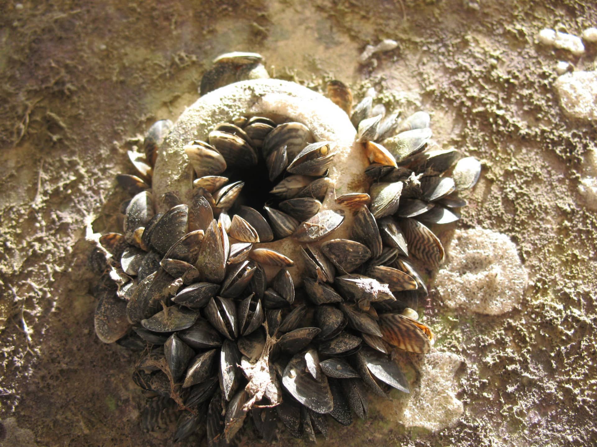 Be Invasive-Wise on the Water - Invasive Species Council of British ...