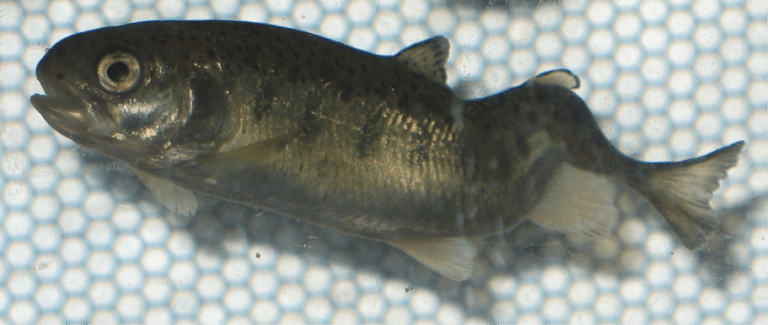 Whirling Disease Archives - Invasive Species Council of British Columbia