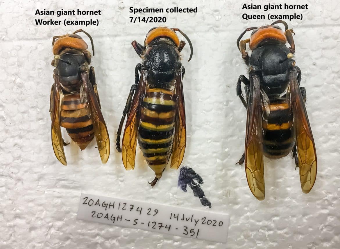 Northern giant hornet Queens: A Not-So Royal Spring Arrival - Invasive ...