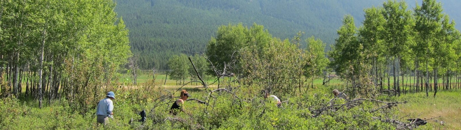 Invasive Species Action Month Makes Headlines - Invasive Species ...