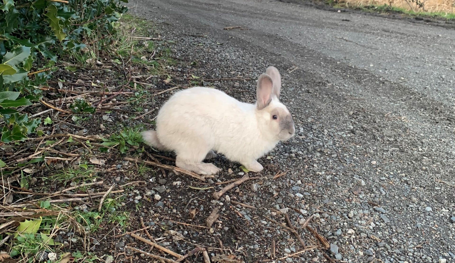 Webinar: Invasive Rabbits in BC: Status, History, and the Future for ...