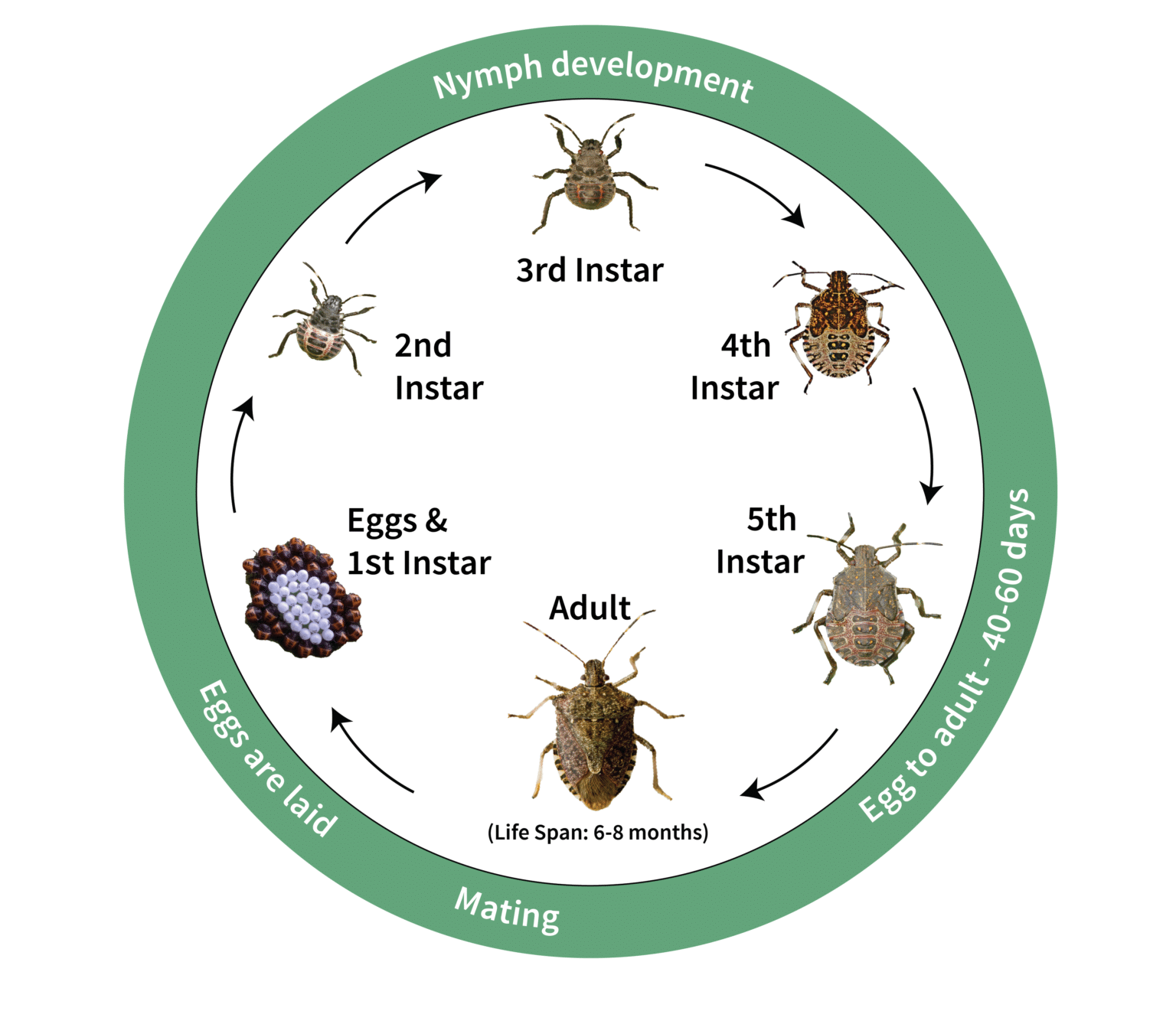 That Stinks! Help Us Collect Stink Bug Eggs - Invasive Species Council ...
