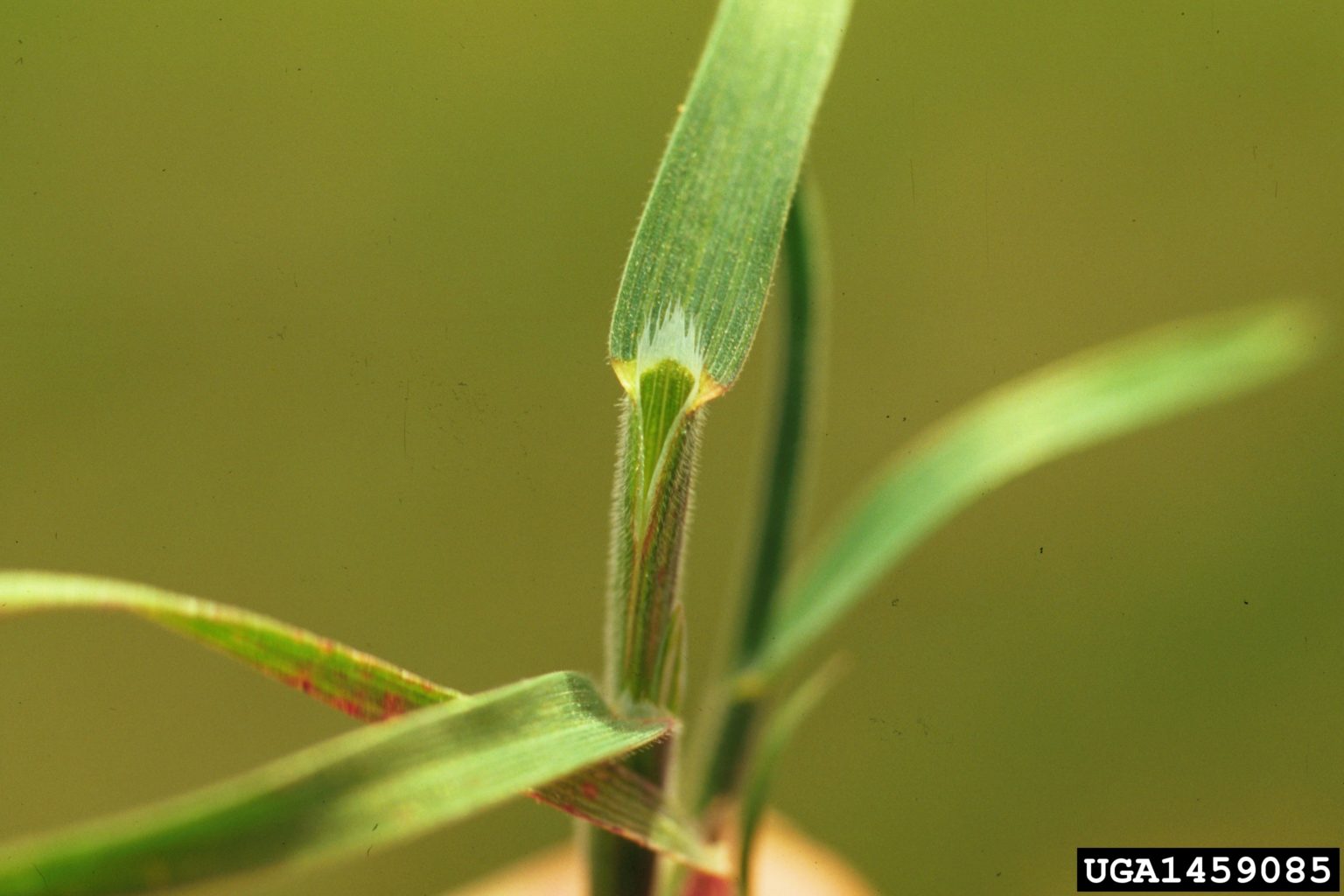Cheatgrass - Invasive Species Council of British Columbia