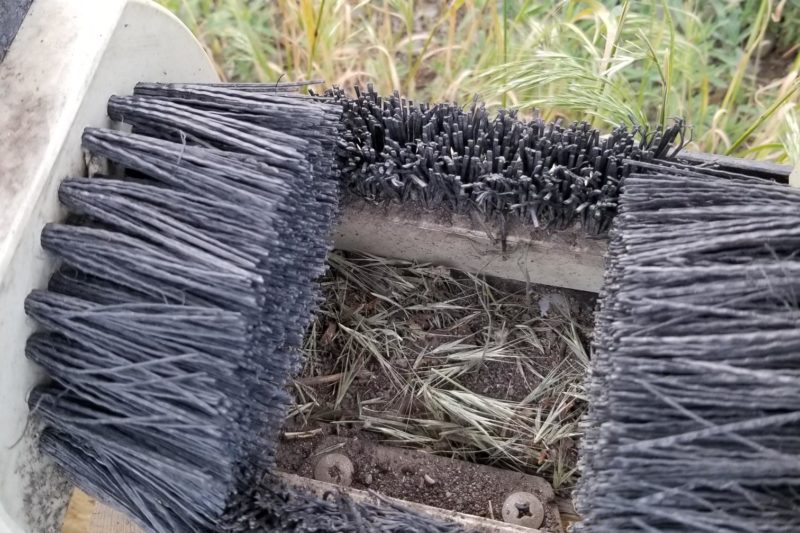 Cheatgrass - Invasive Species Council of British Columbia
