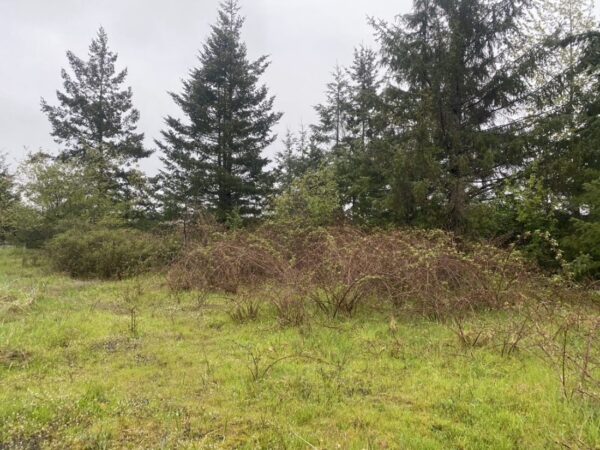 ISCBC Action Teams lend a hand to Endangered Plants in Oyster Bay ...