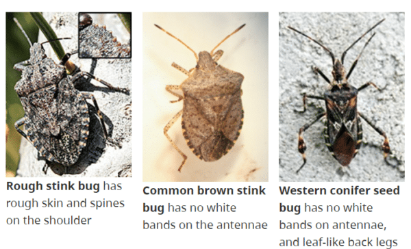 That Stinks! Help Us Collect Stink Bug Eggs - Invasive Species Council ...