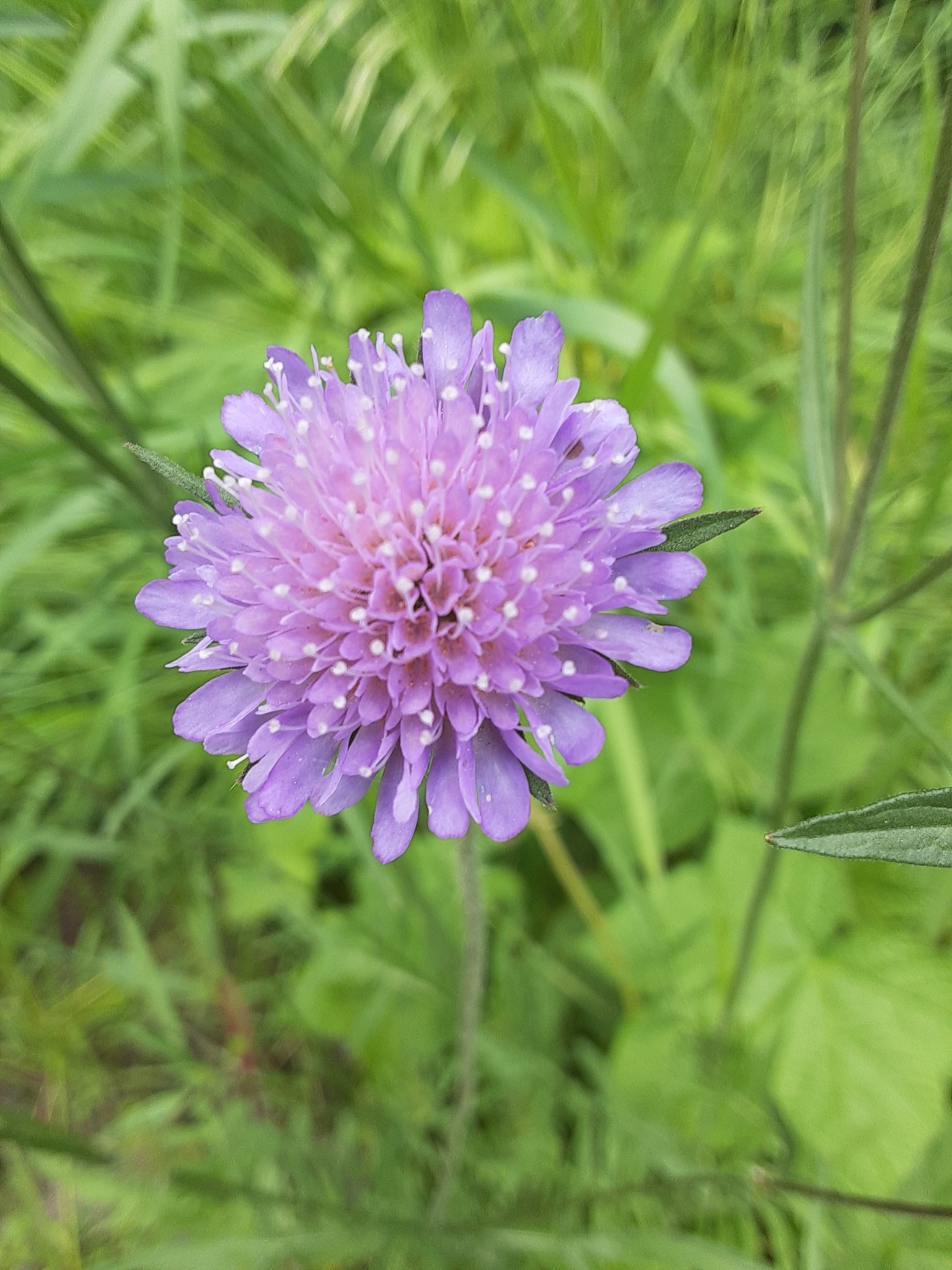 iNaturalist Wrap-Up - June 2022 - Invasive Species Council of British ...