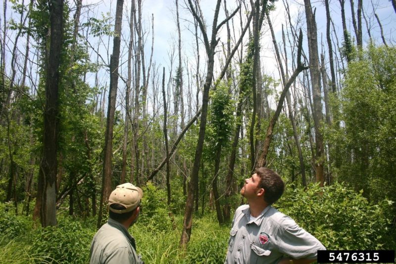 Emerald ash borer has been detected on the West coast - and it's not ...