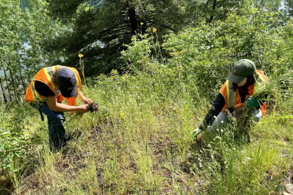 Invasive Species Council of British Columbia