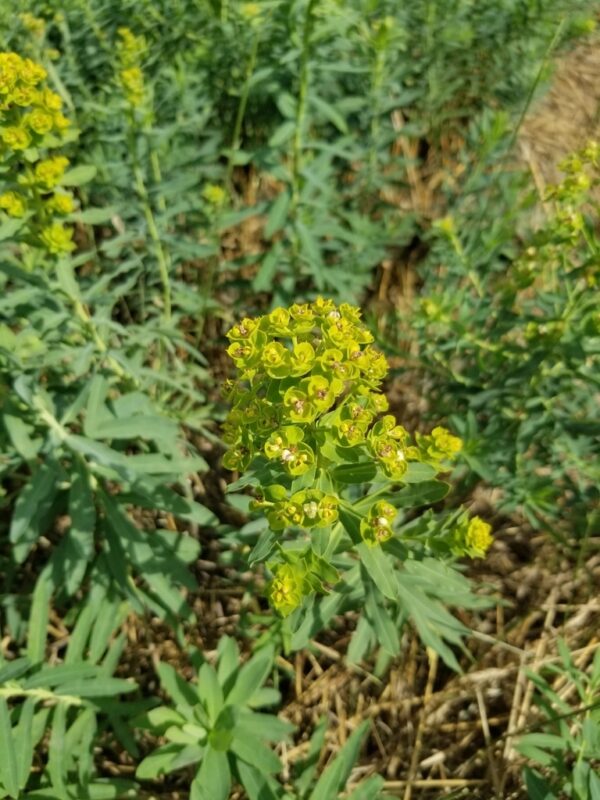 Thistles, Spurge, and snakes - oh my! iNaturalist Wrap-Up August 2022 ...