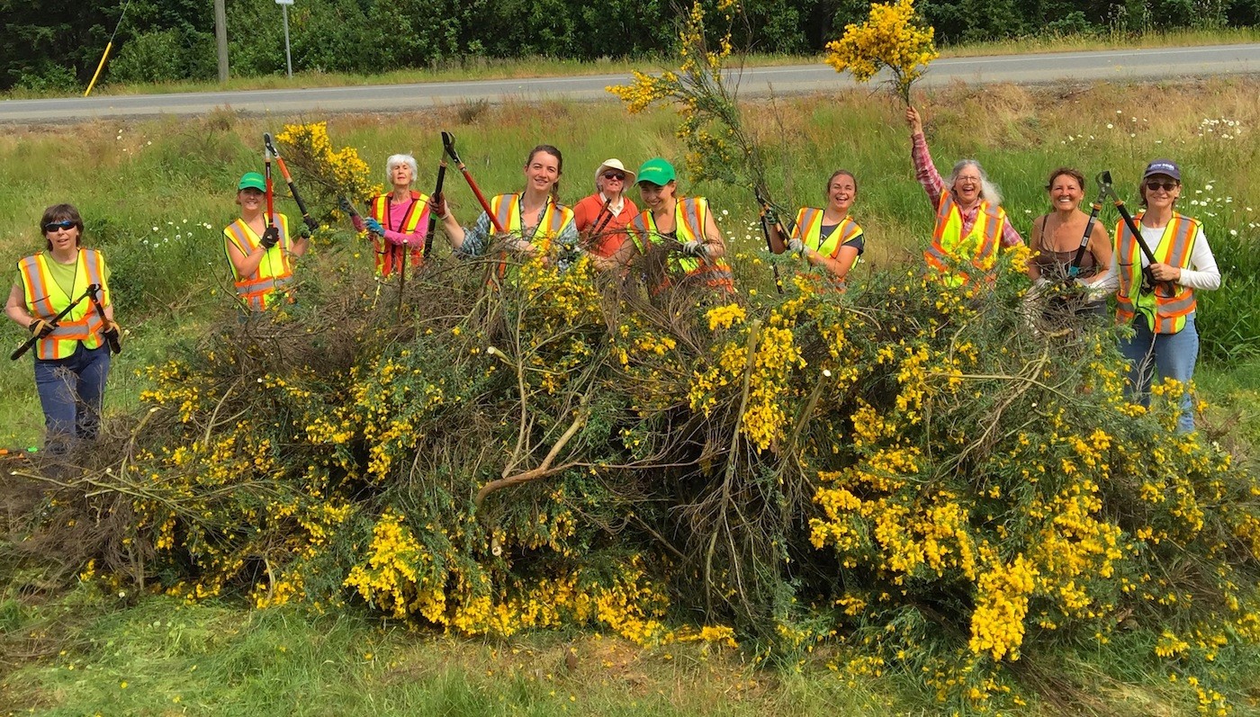 Scotch Broom Invasive