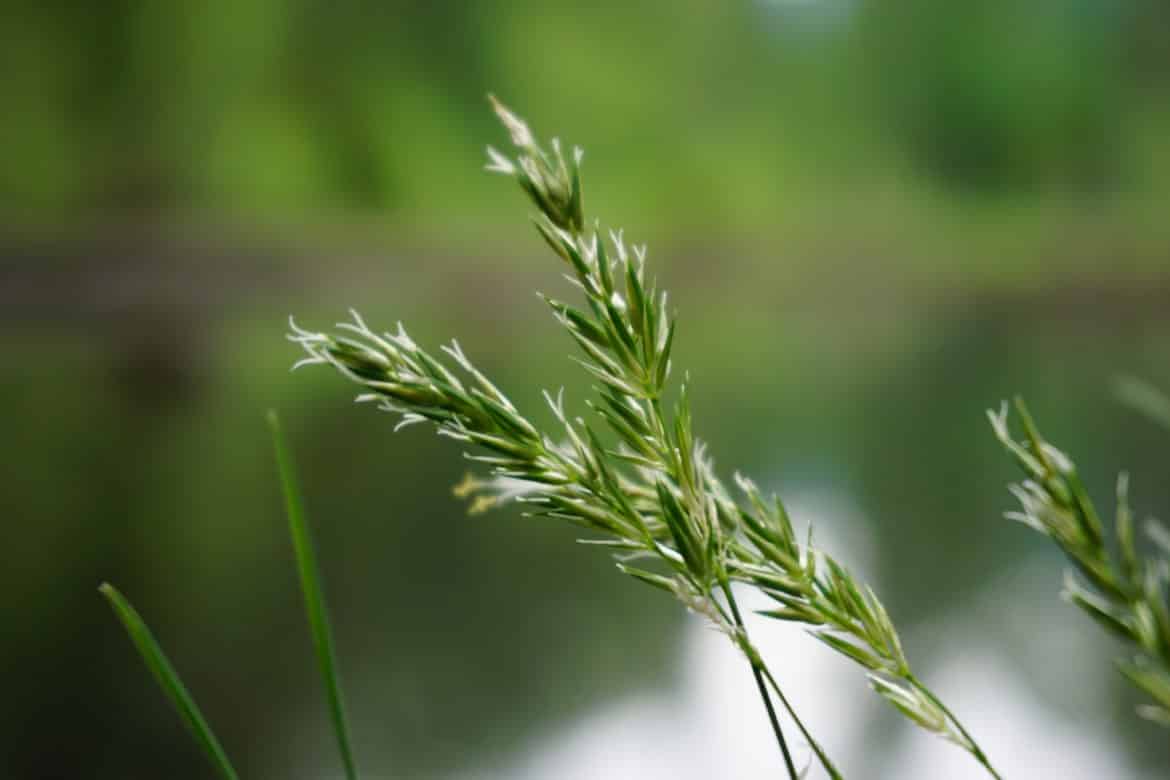 Invasive Species Council of British Columbia