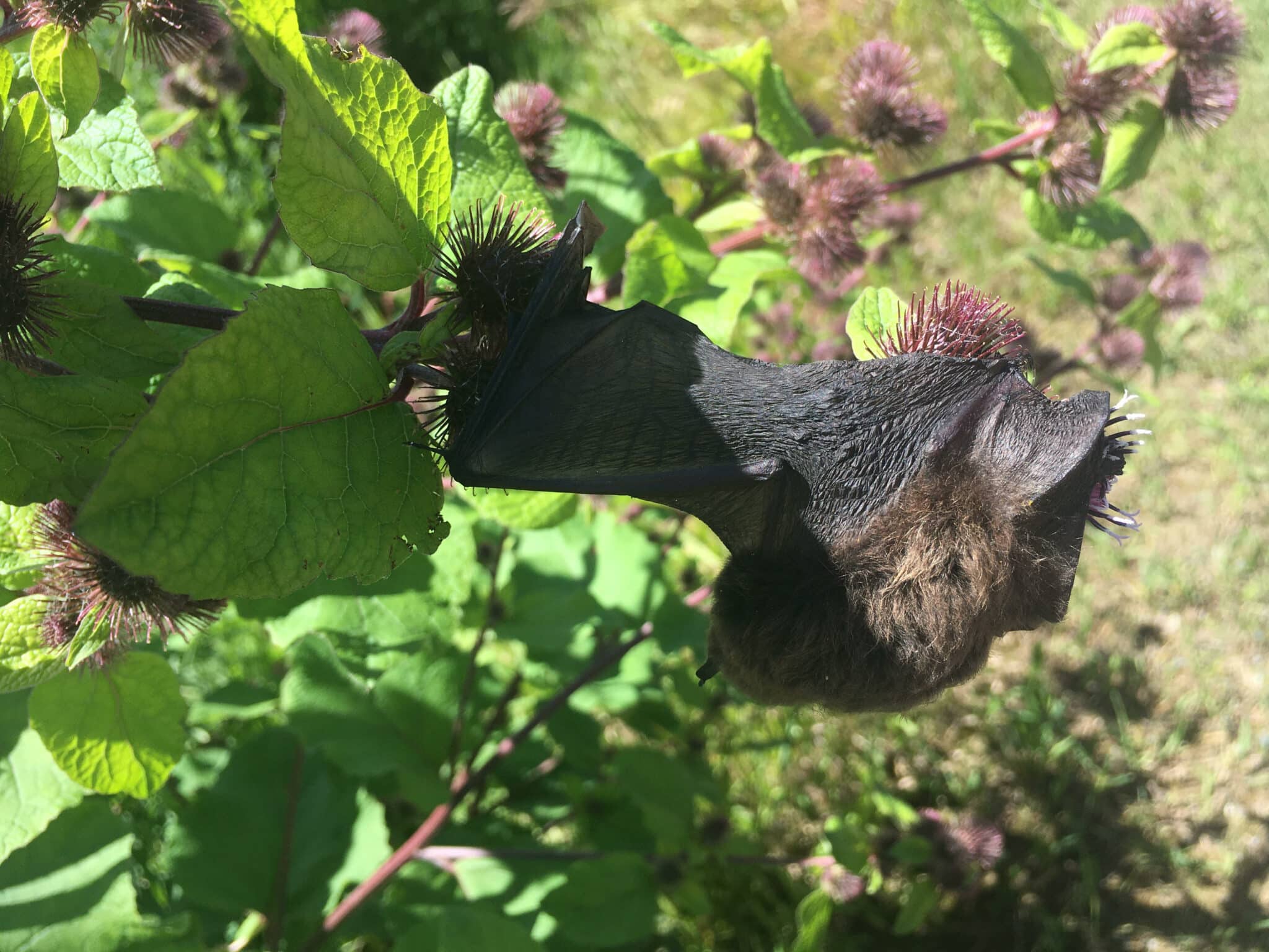 Invasive Plant Killing Bats - Invasive Species Council of British Columbia