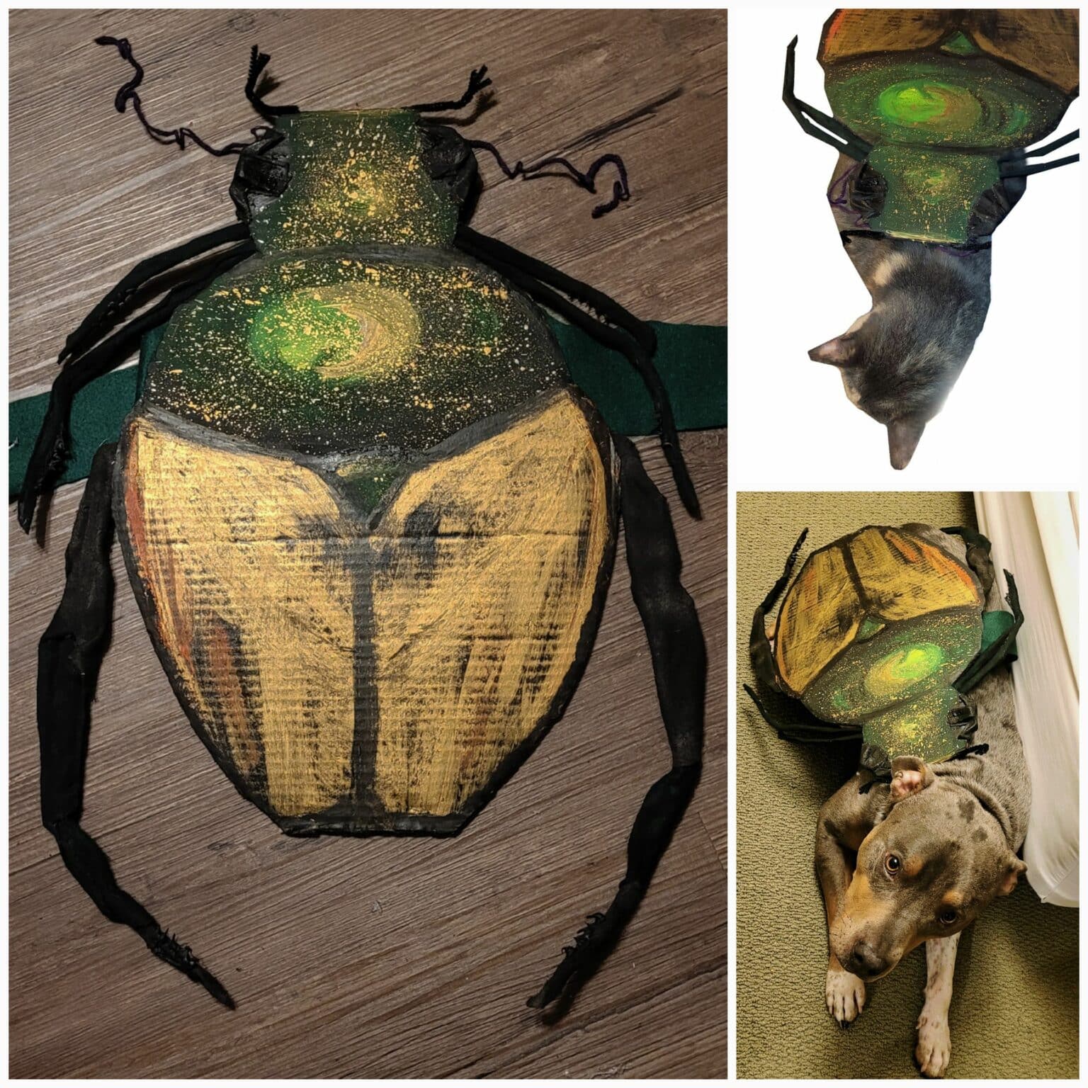 BE-aWARE of Invasive Species this Halloween - Invasive Species Council ...