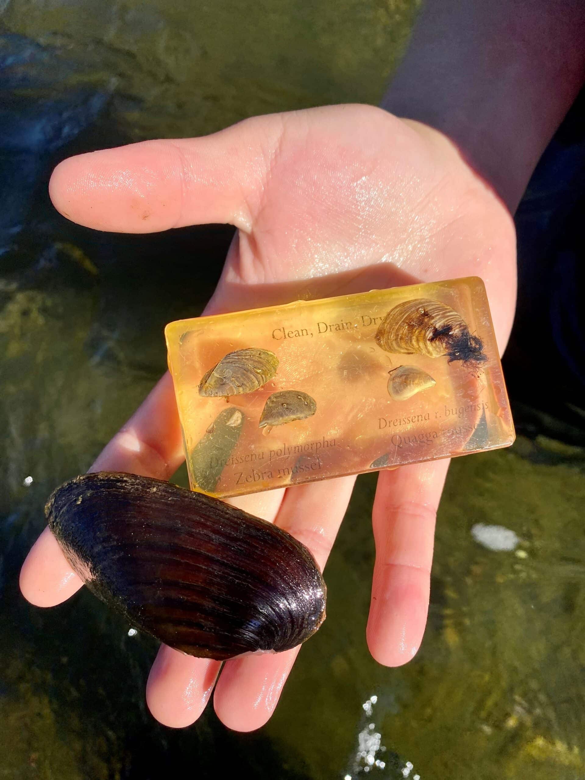 Public Reports Possible Invasive Mussel Sighting in BC - Invasive ...