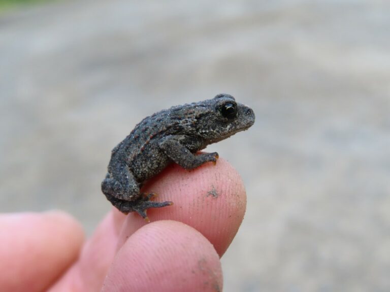 Invasive Burdock troubles native toads - Invasive Species Council of ...