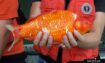 Story of Super-Sized Koi Sparks Goldfish Tale - Invasive Species ...