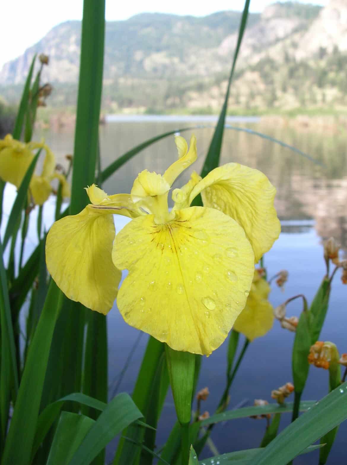 Field-based Workshop targets Yellow flag iris - Invasive Species ...