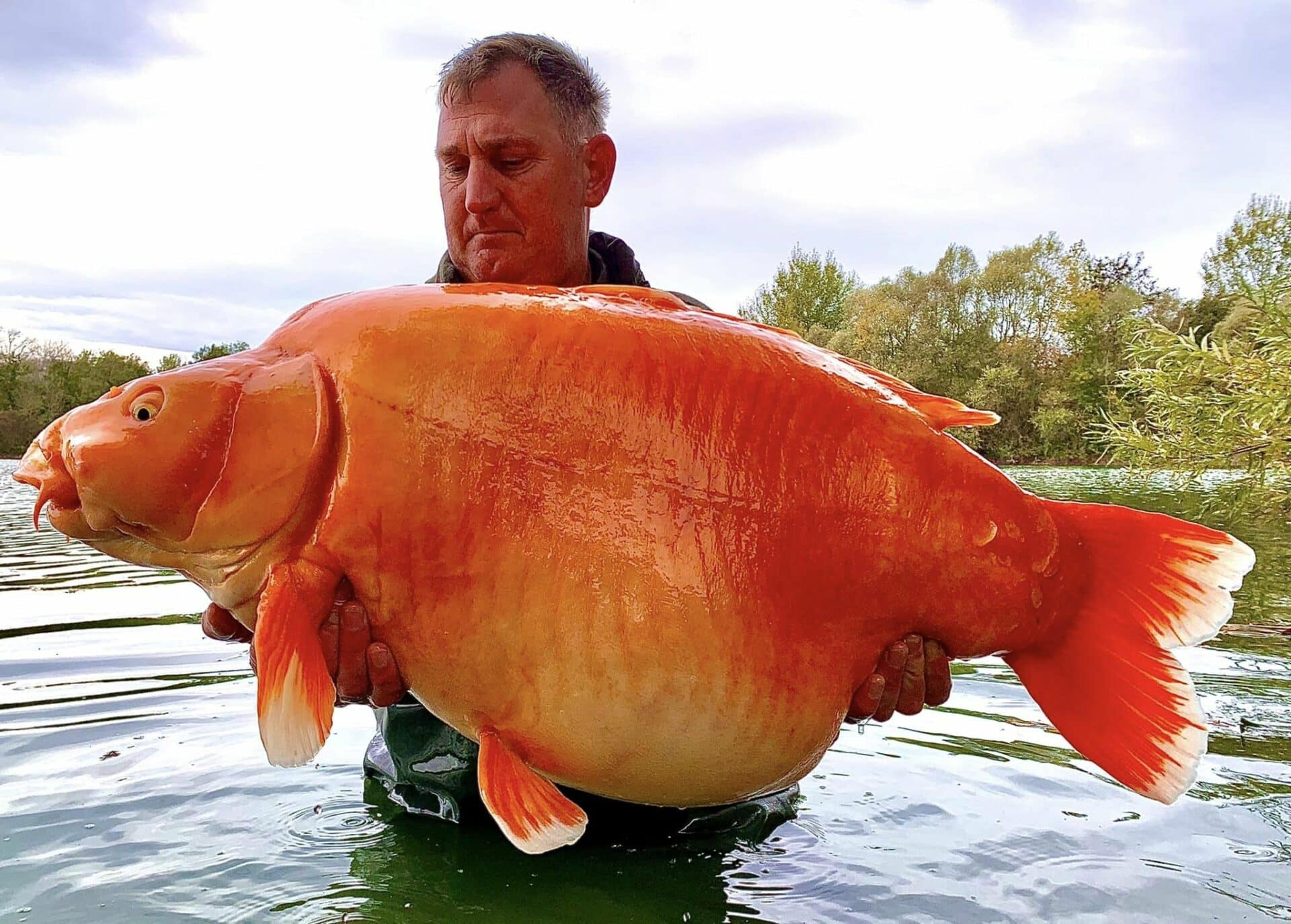 Story of Super-Sized Koi Sparks Goldfish Tale - Invasive Species ...