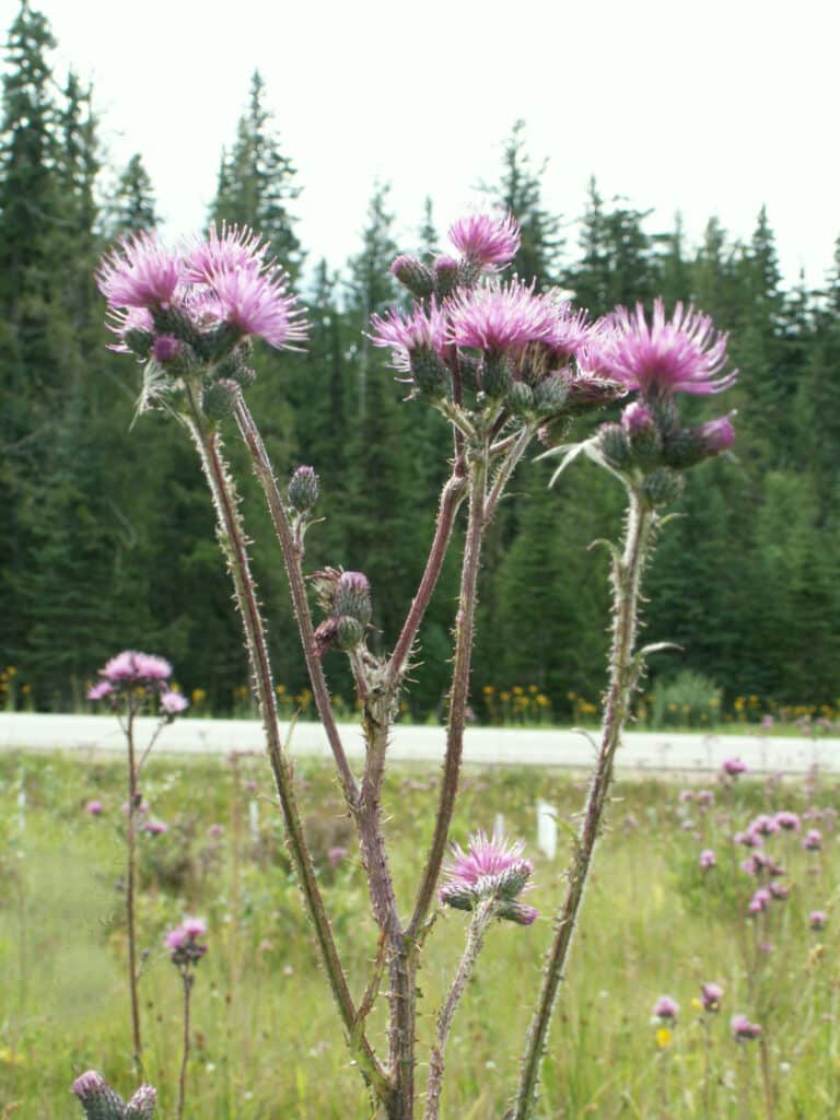 ISCBC Helping Maintain a Careful Watch over BC Waterways - Invasive ...