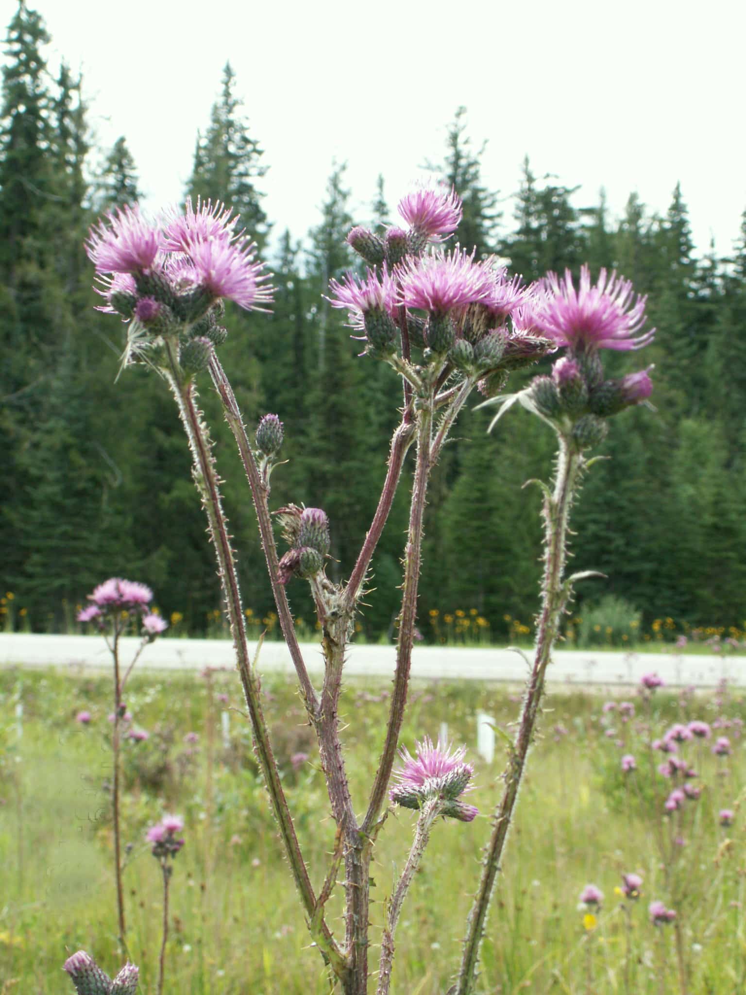 ISCBC Helping Maintain a Careful Watch over BC Waterways - Invasive ...