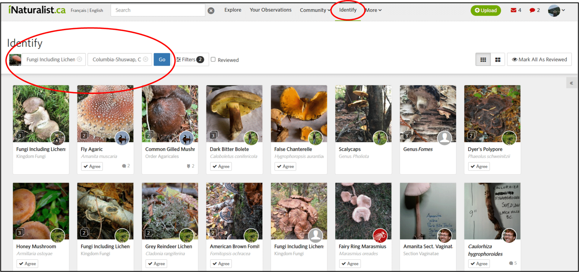 Wanted: iNaturalist Identifiers! - Invasive Species Council of British ...