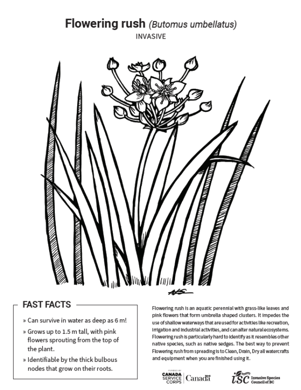 Games & Activities - Invasive Species Council of British Columbia