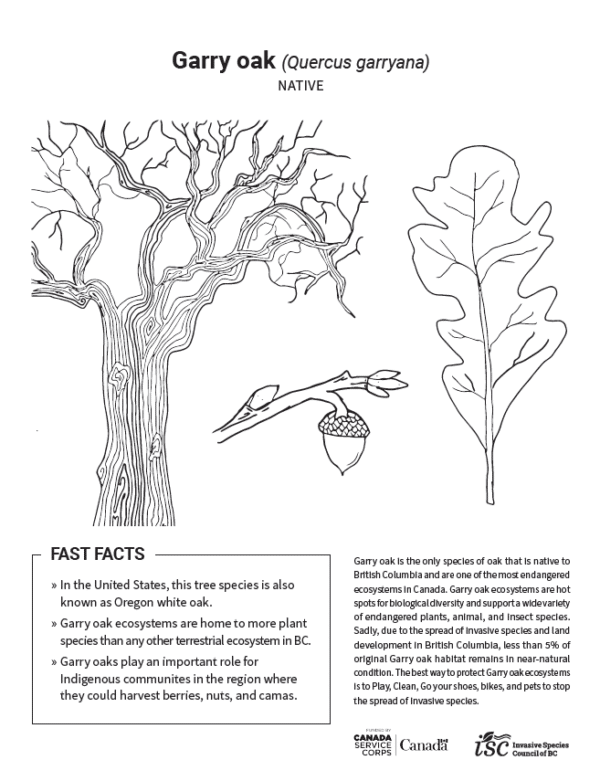 Games & Activities - Invasive Species Council of British Columbia