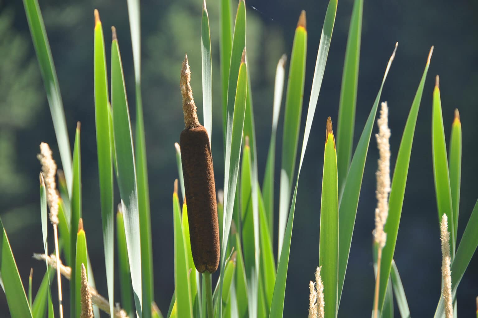 The Cryptic Cattail Invasion: Uncovering the Stealthy Takeover of the ...