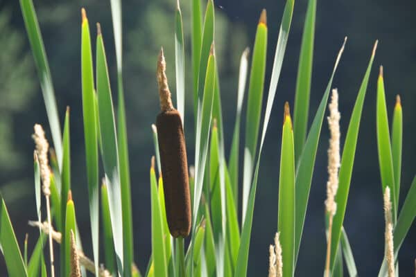The Cryptic Cattail Invasion: Uncovering the Stealthy Takeover of the ...