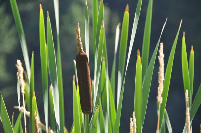 The Cryptic Cattail Invasion: Uncovering the Stealthy Takeover of the ...
