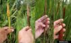 The Cryptic Cattail Invasion: Uncovering the Stealthy Takeover of the ...