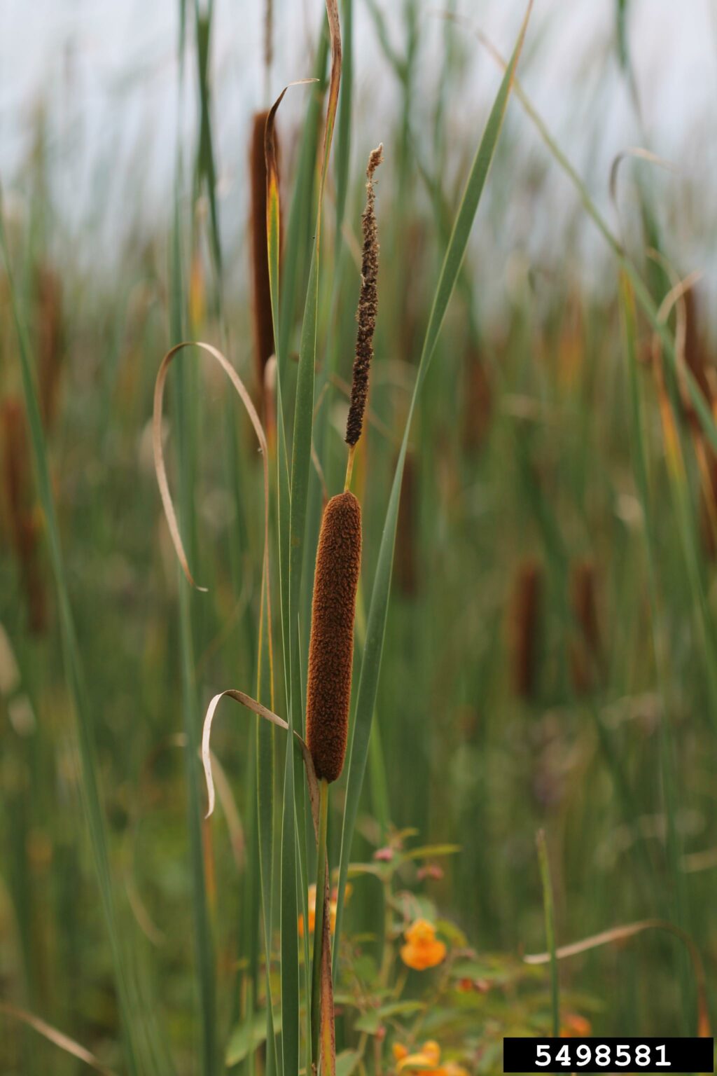 The Cryptic Cattail Invasion: Uncovering the Stealthy Takeover of the ...