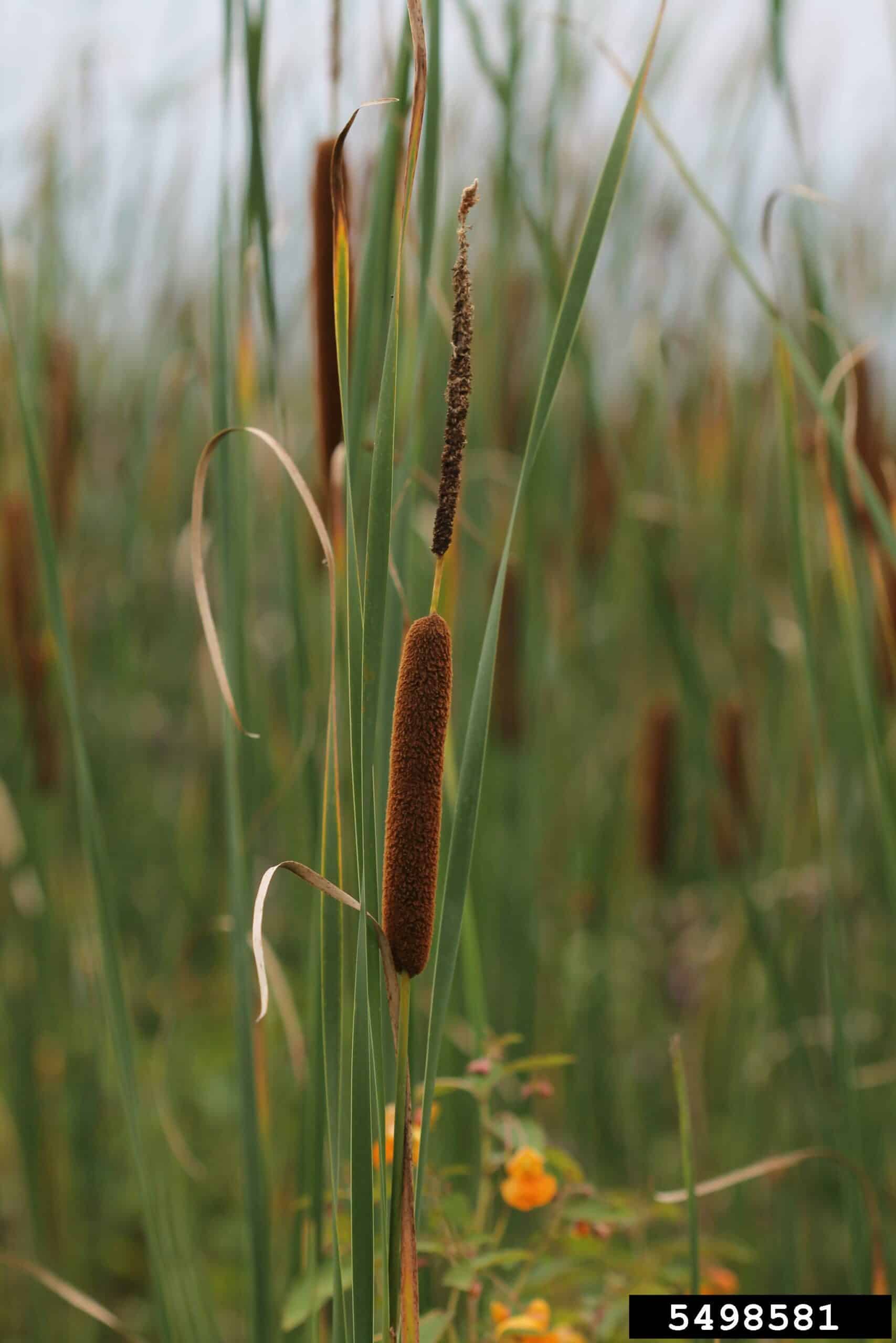 The Cryptic Cattail Invasion: Uncovering the Stealthy Takeover of the ...