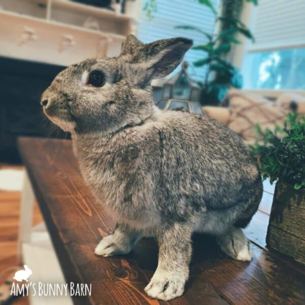 The Real Risk of Releasing the Easter Rabbit - Invasive Species Council ...