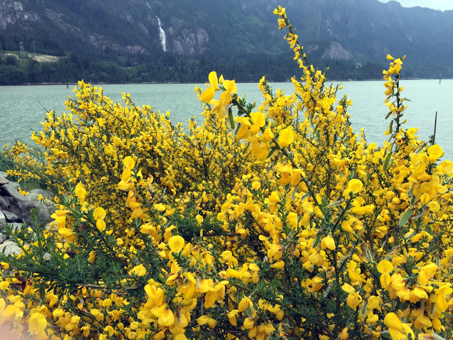 Big Step Forward in the Battle Against Broom - Invasive Species Council ...