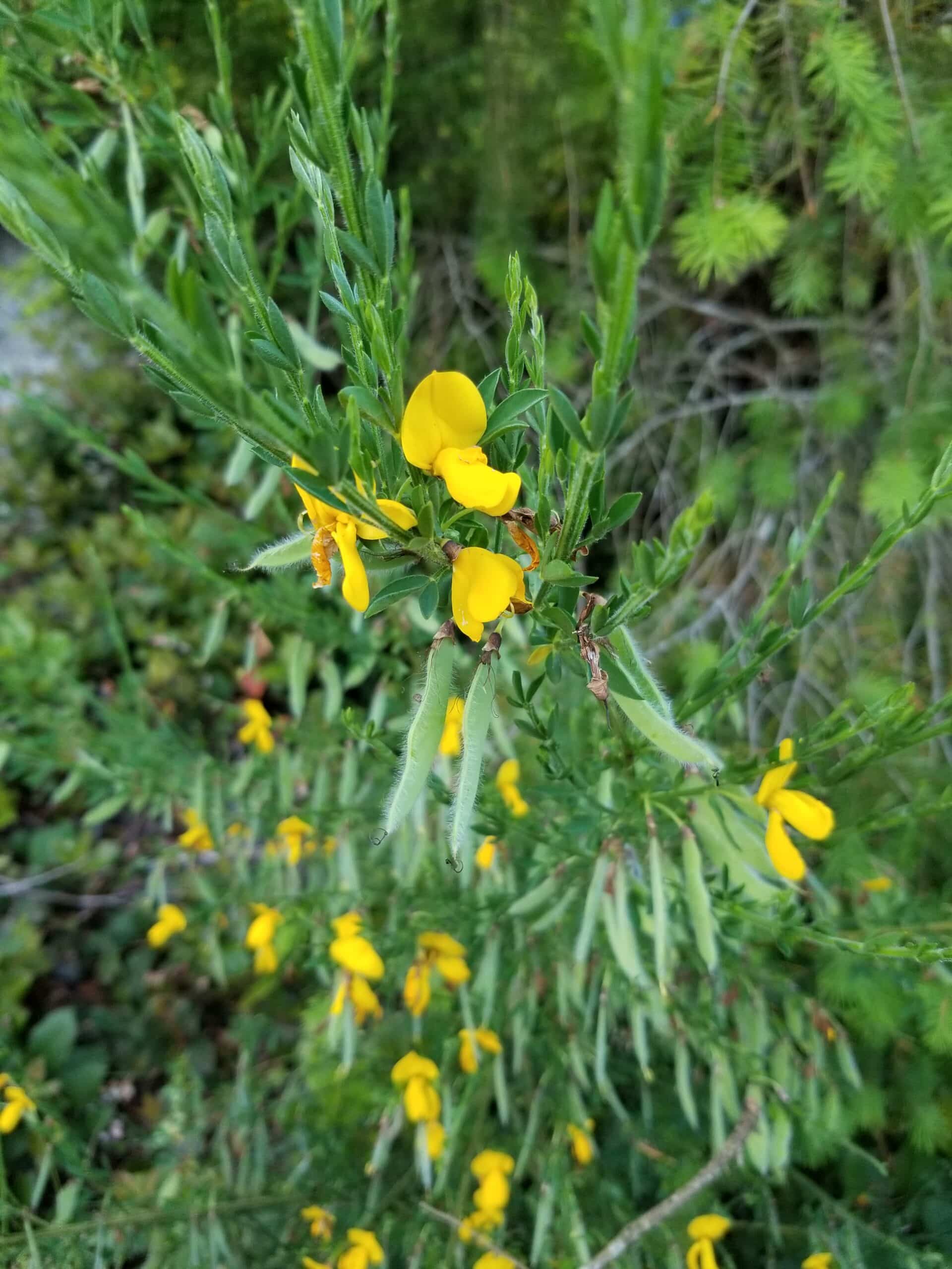 Big Step Forward in the Battle Against Broom - Invasive Species Council ...
