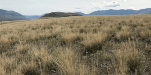 Invasive Species Action Month Success Story Series: Elephant Hill ...