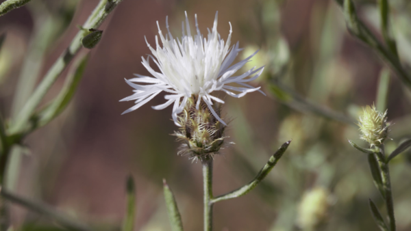 Invasive Species Action Month Success Story Series: Beating Invasive ...