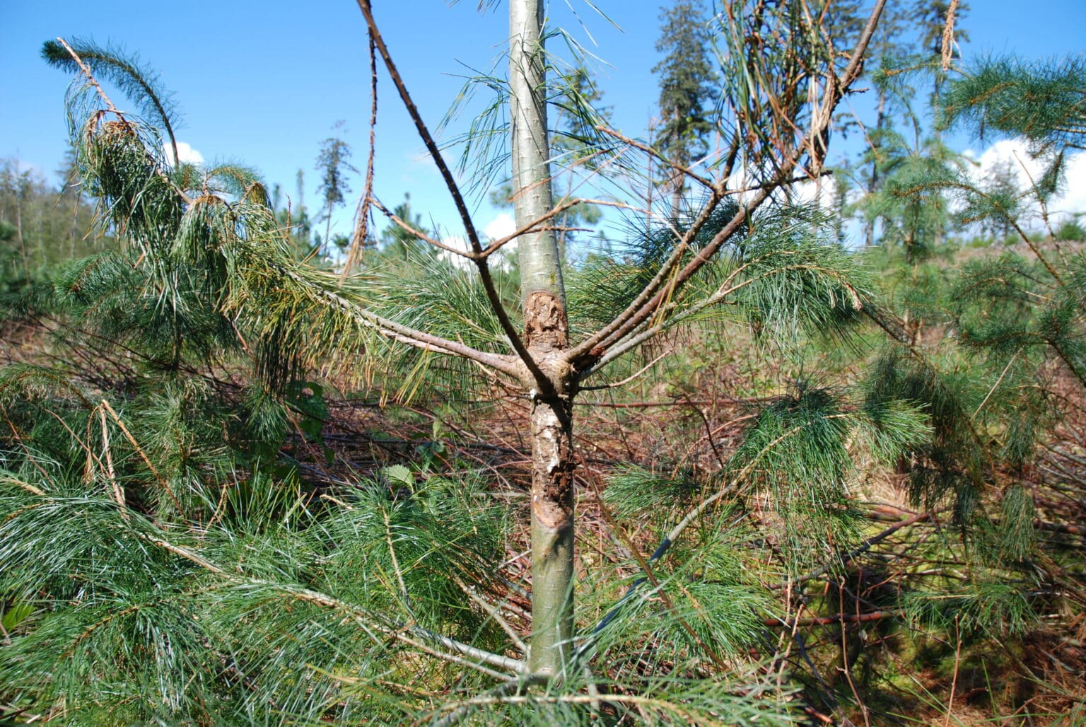 Invasive Species Action Month Success Story Series: Training for ...