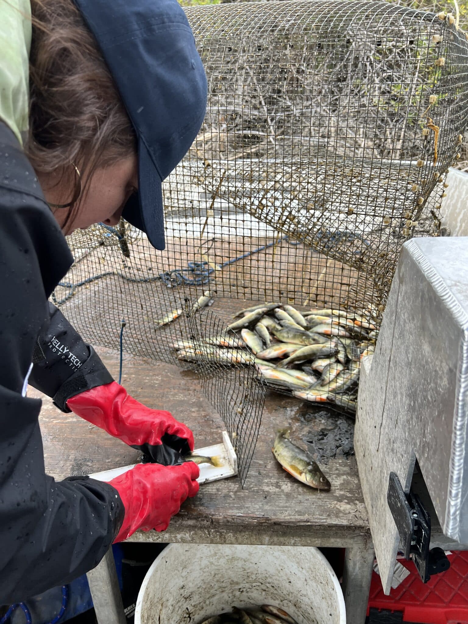 The Impact of Invasive Yellow Perch on Traditional Indigenous Ways of ...