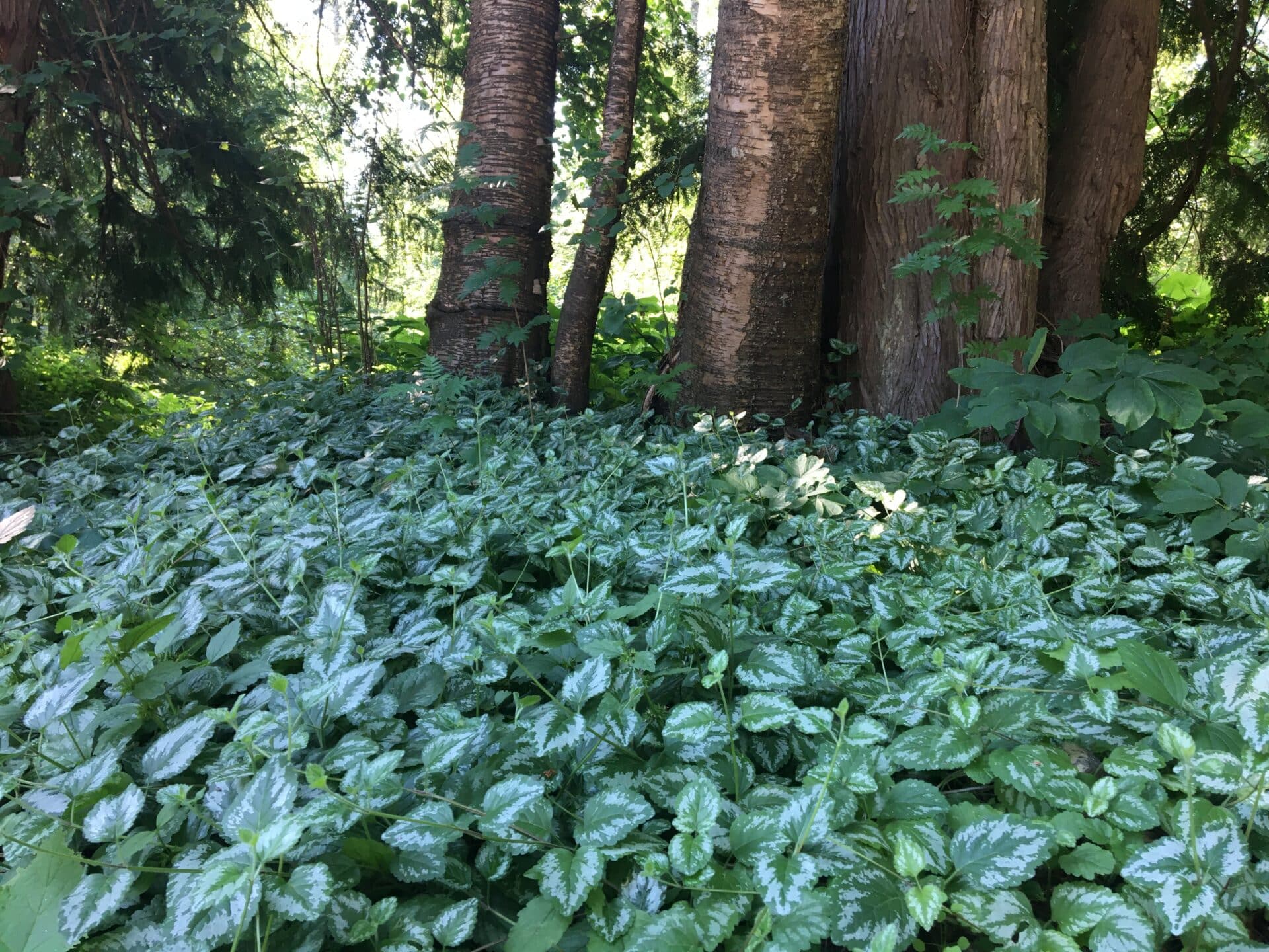 PlantWise - Invasive Species Council of British Columbia