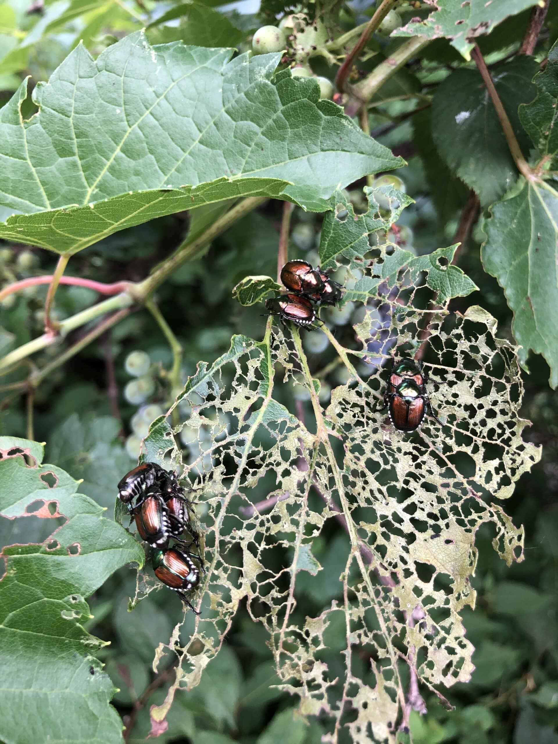Is there an invasive pest lurking in your foliage? August is Tree Check ...