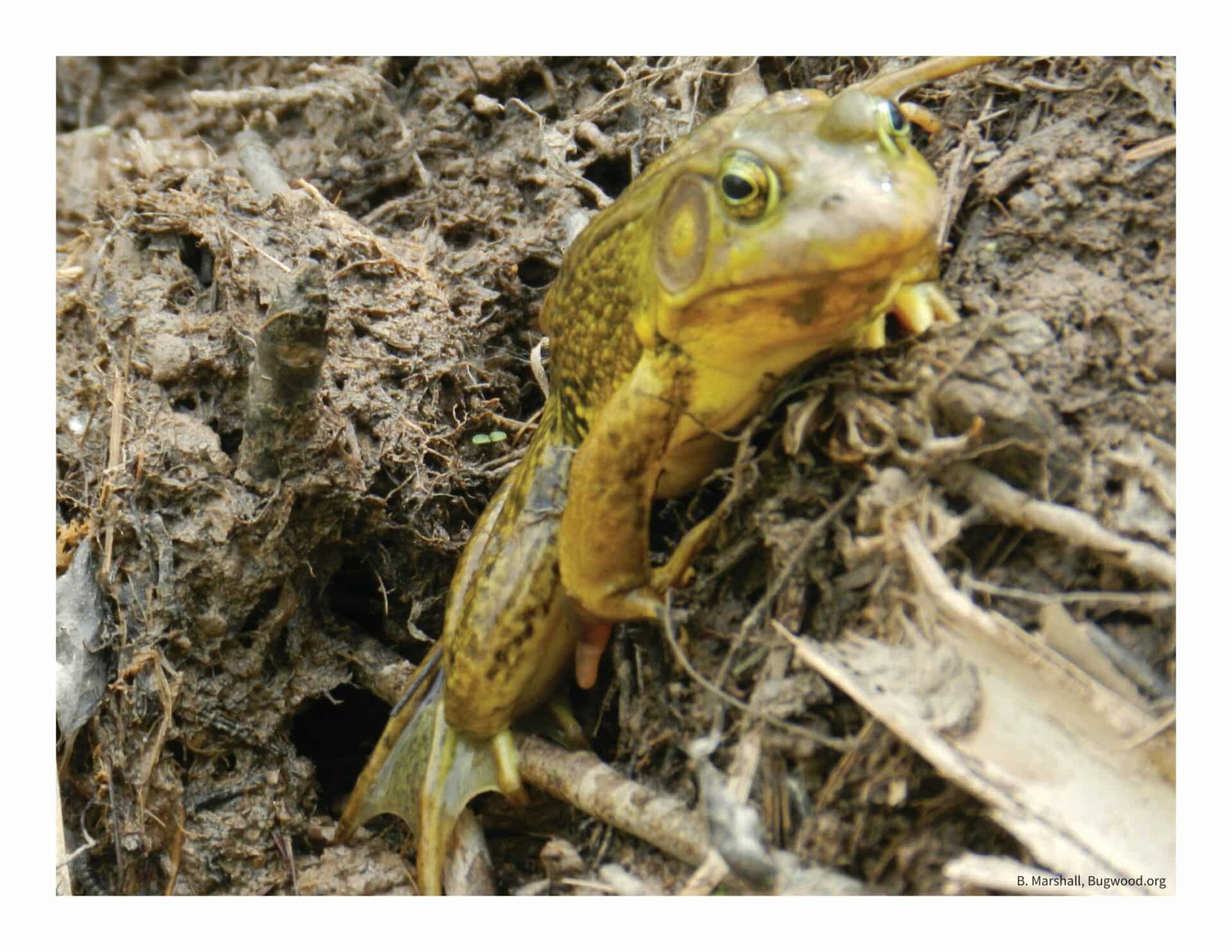 TEACHING CARDS - Invasive Species Council of British Columbia