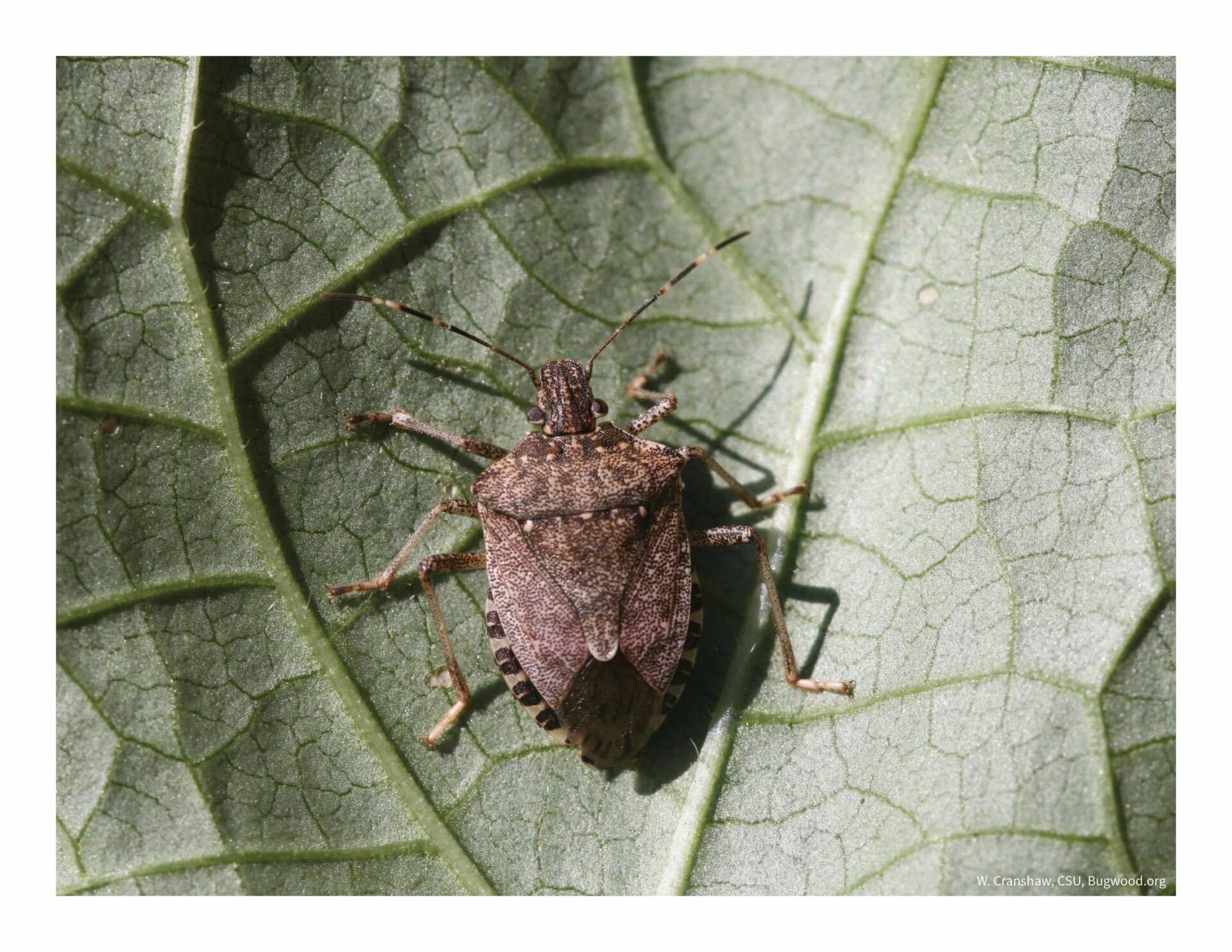 TEACHING CARDS - Invasive Species Council of British Columbia