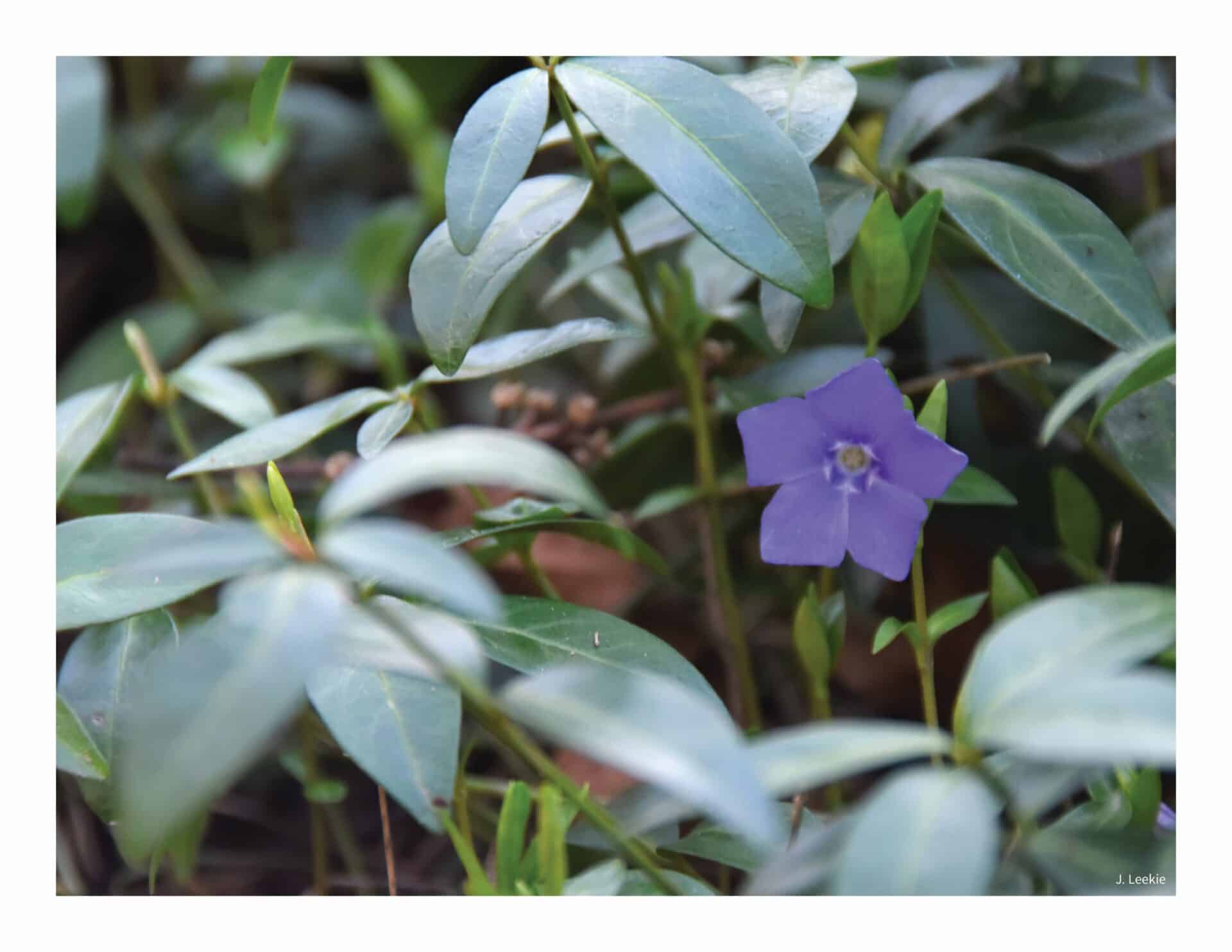 TEACHING CARDS - Invasive Species Council of British Columbia